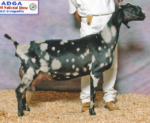 KECMR Nubian Sr. Does